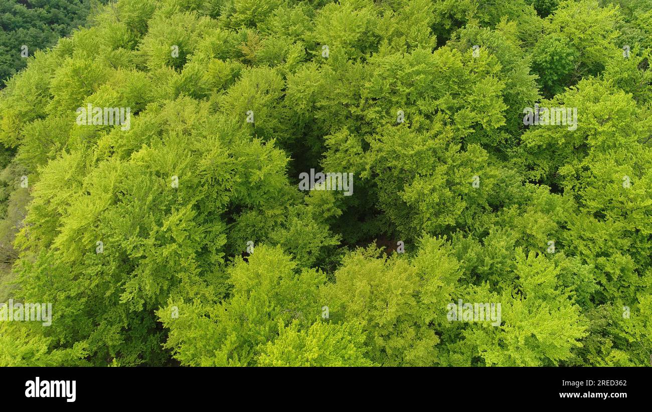 Beautiful aerial view of green forest Stock Photo - Alamy