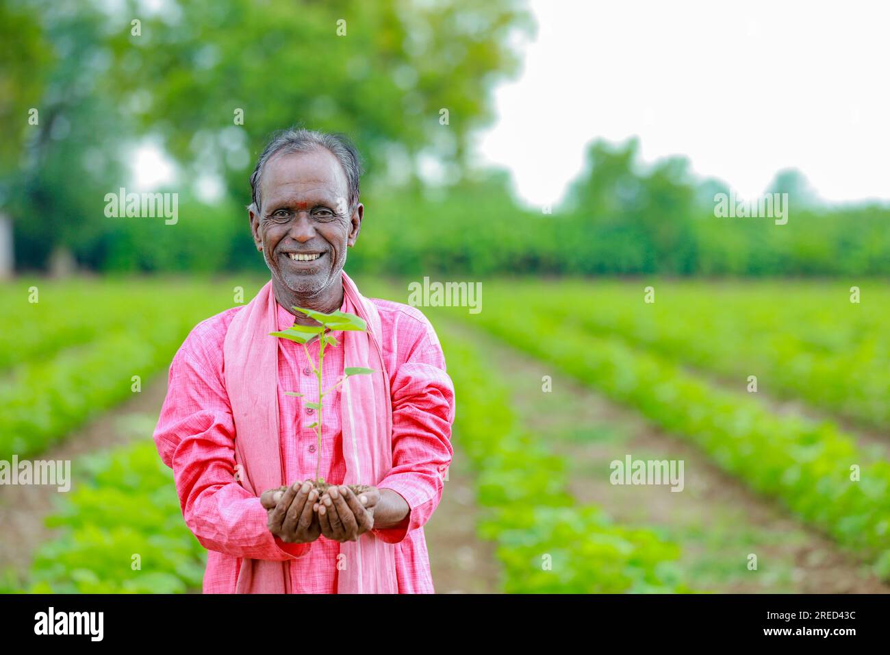 Indian happy farmer holding cotton tree in hands, happy farmer Stock ...