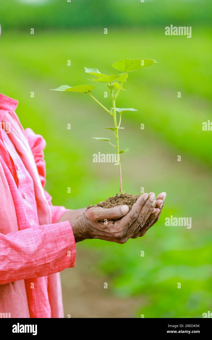 Cotton tree hi-res stock photography and images - Alamy