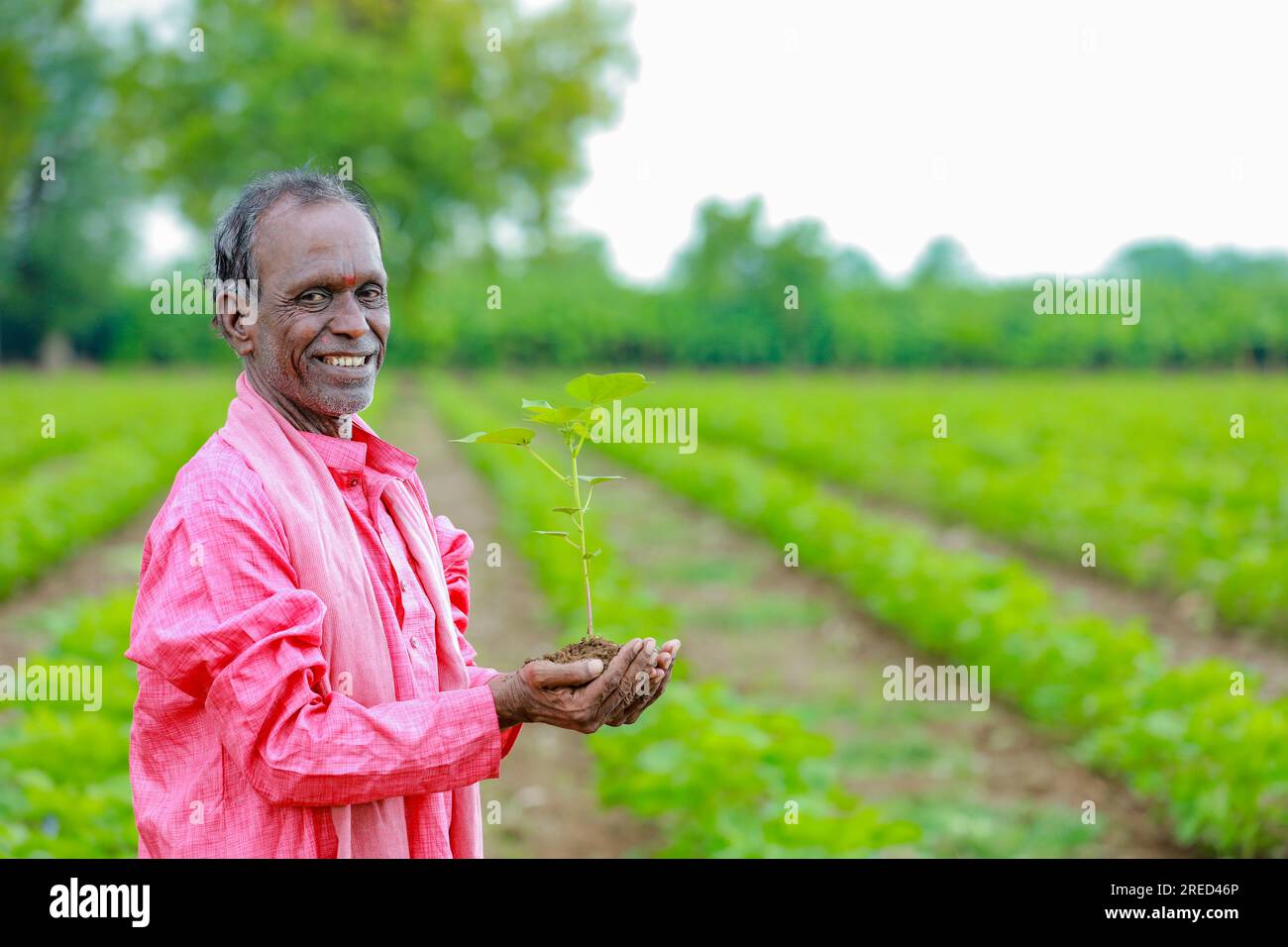 Indian happy farmer holding cotton tree in hands, happy farmer Stock ...
