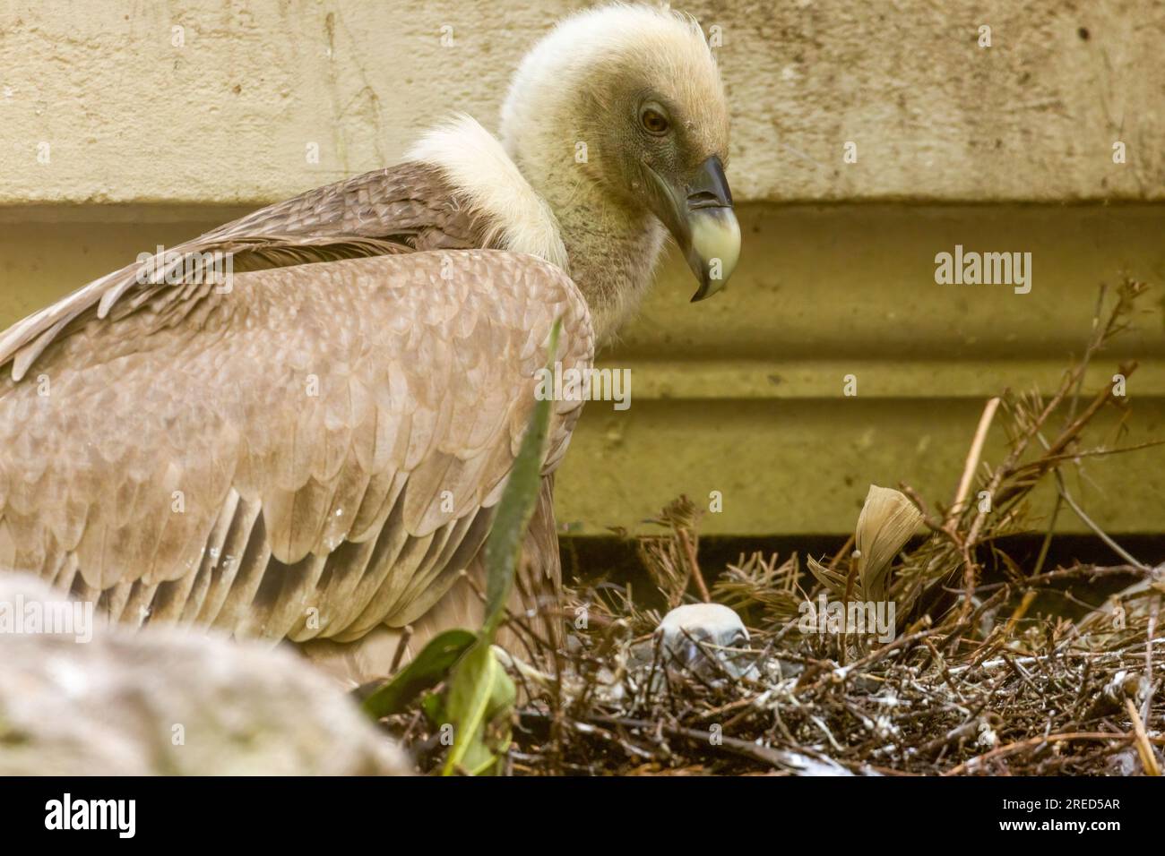Vulture in nest with chick Stock Photo - Alamy