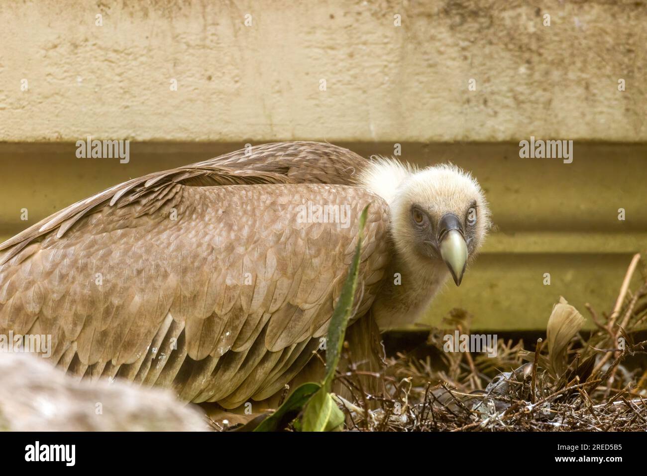 Vulture nest hi-res stock photography and images - Alamy