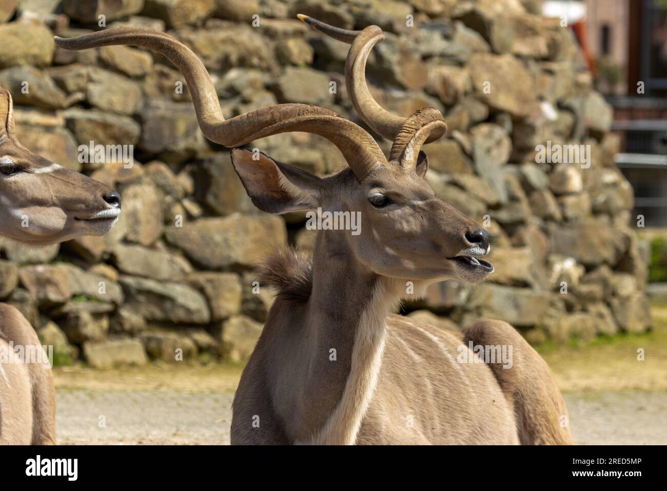 Curly horns antlers hi-res stock photography and images - Alamy