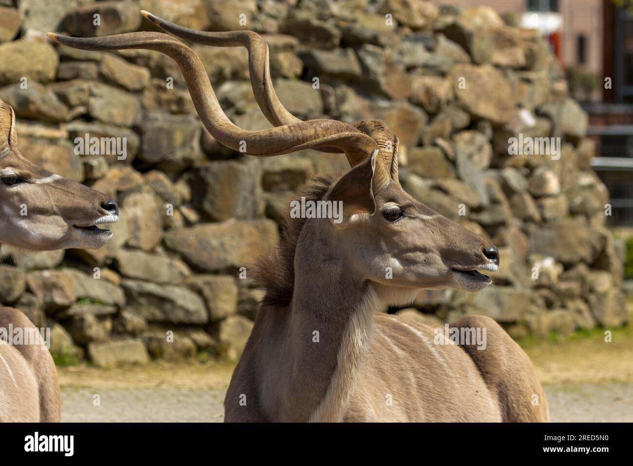 Antelope with large curly antlers in the sunshine Stock Photo - Alamy
