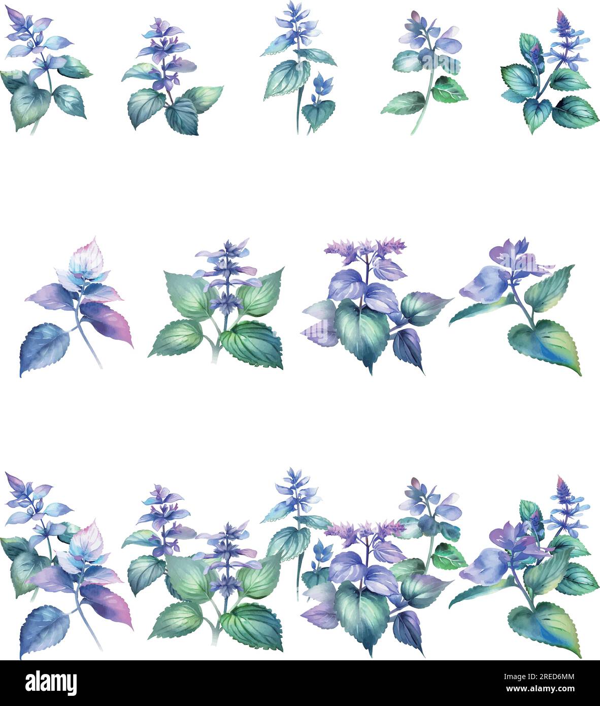 Beautiful basil Stock Vector Images - Alamy