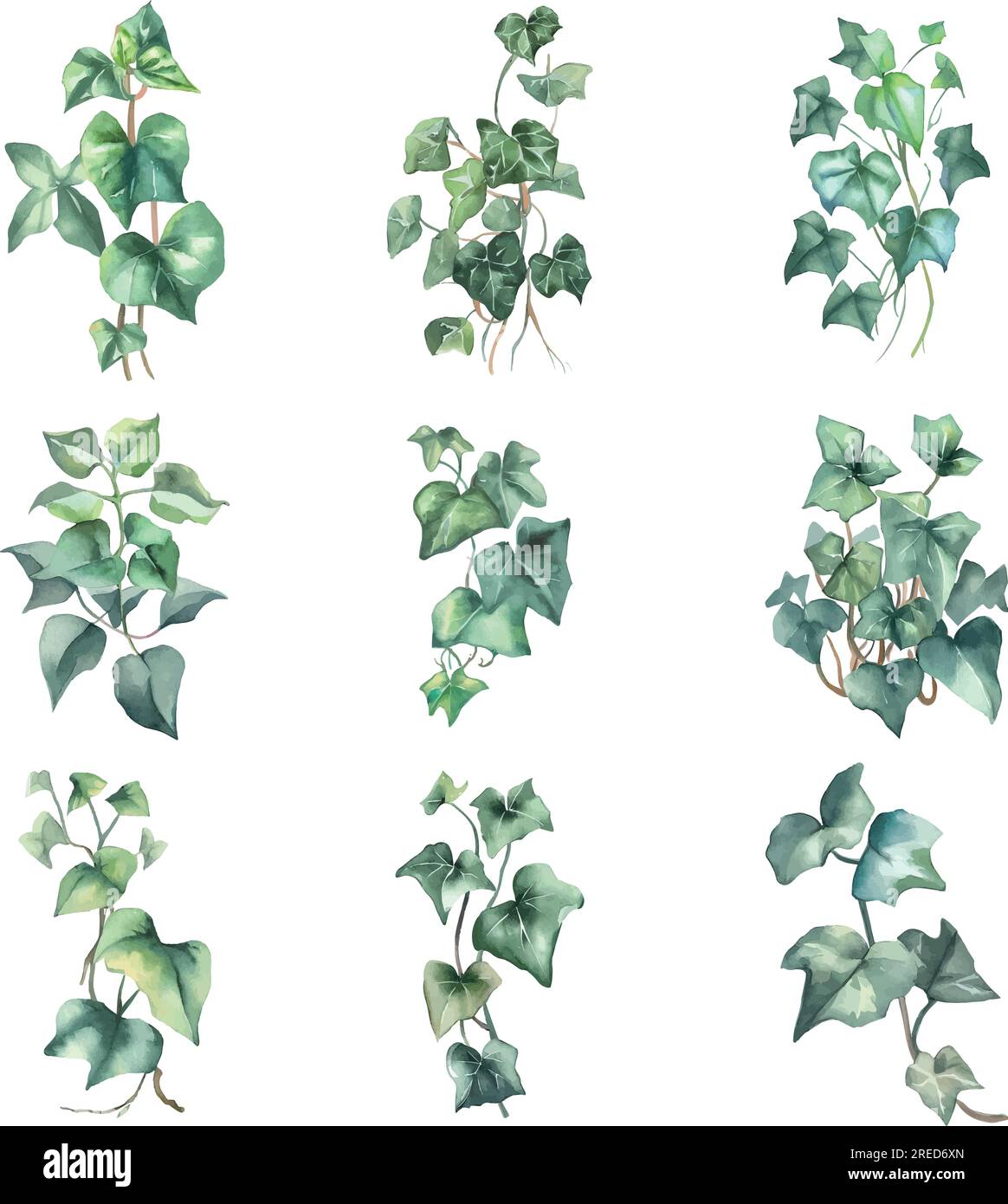 Hedera nepalensis.Watercolor green ivy leaves isolated on white ...