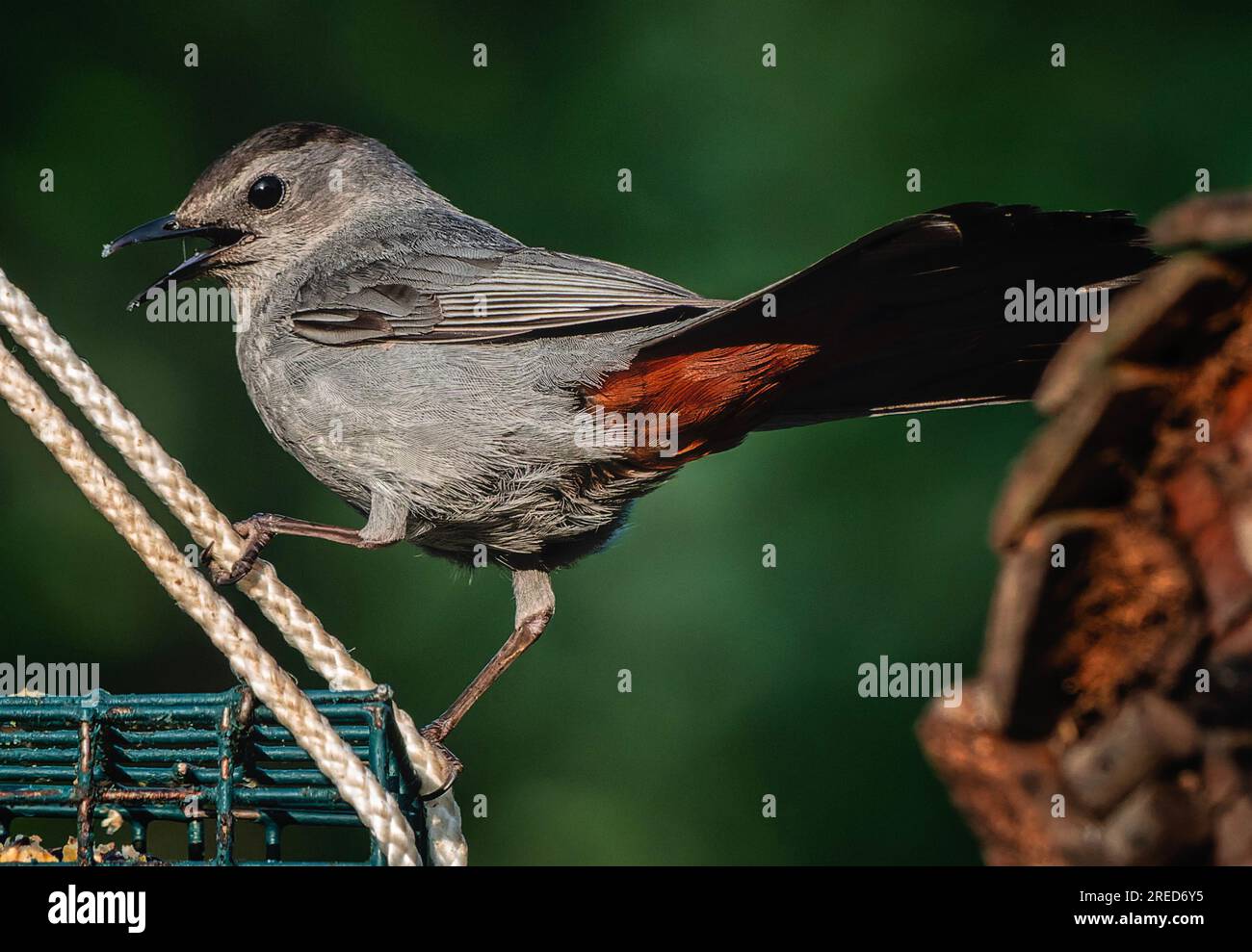 Catbird finds a peanut on the bird bath Stock Photo - Alamy