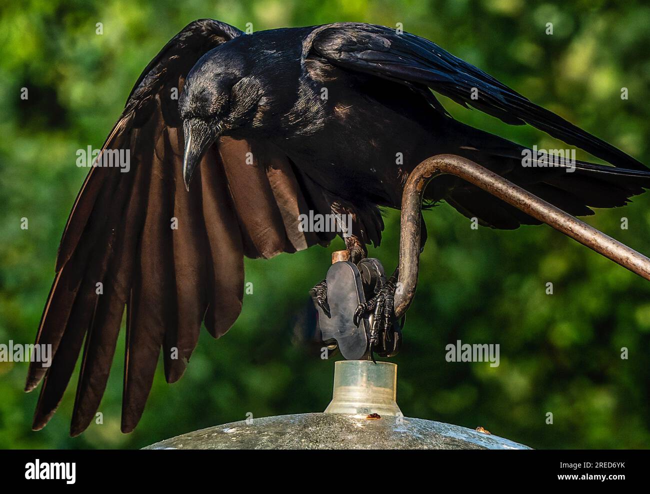 A big black bird arrives on the deck Stock Photo - Alamy