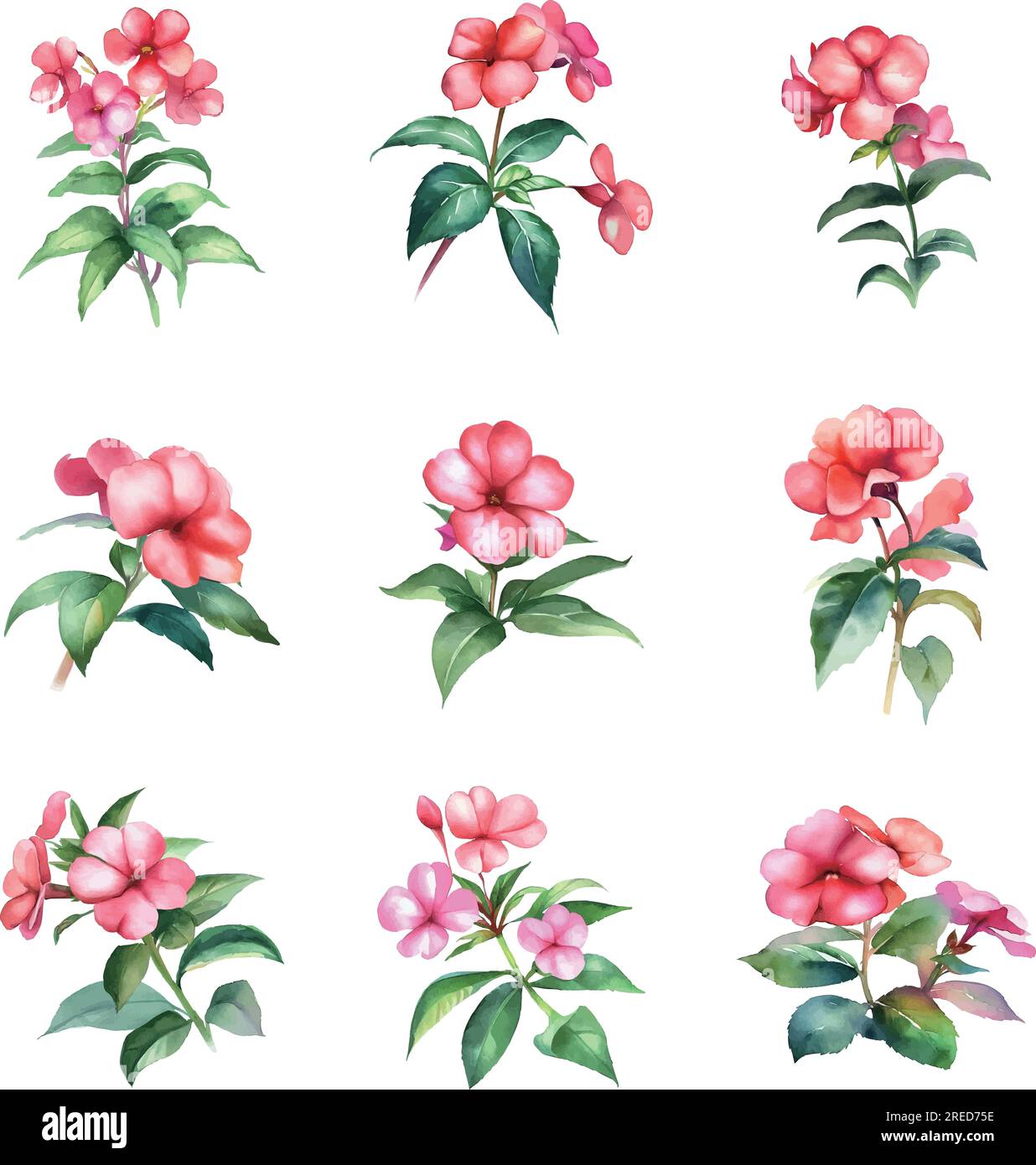 Impatiens Walleriana Drawing
