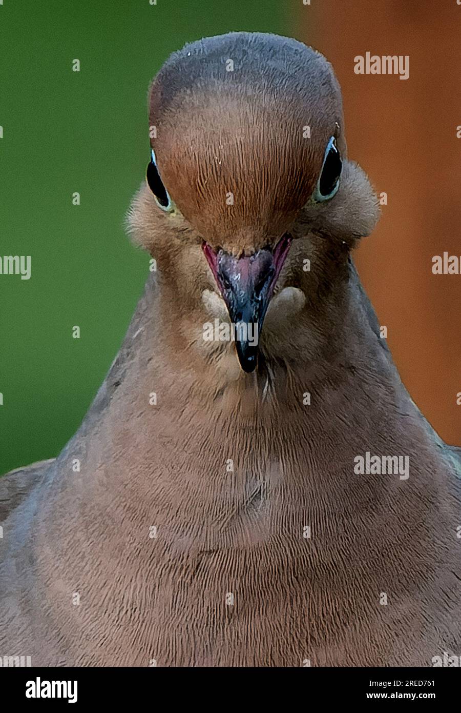 A portrait of a Mourning Dove Stock Photo - Alamy