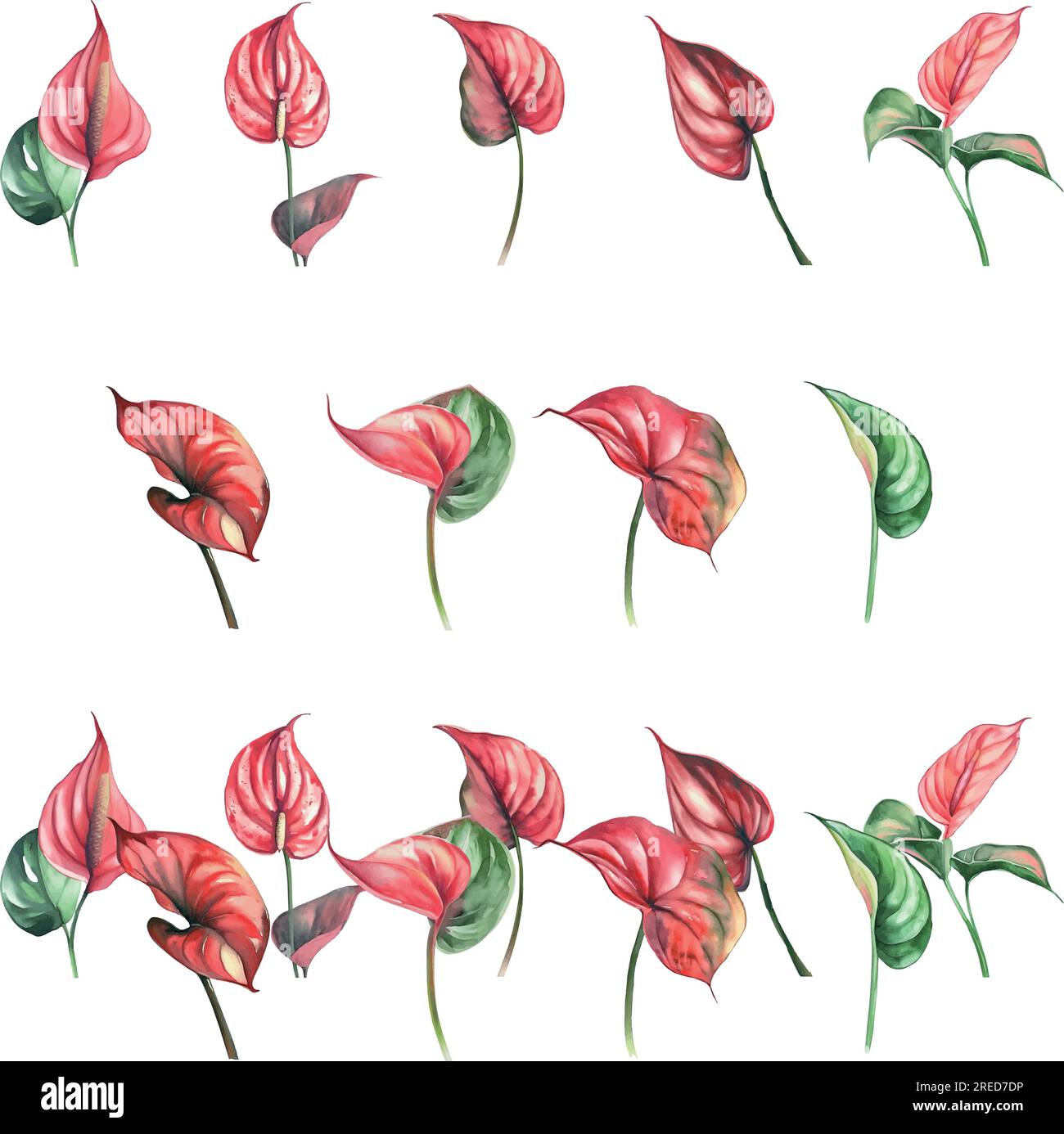 Anthurium.Set of watercolor red anthurium flowers isolated on white ...