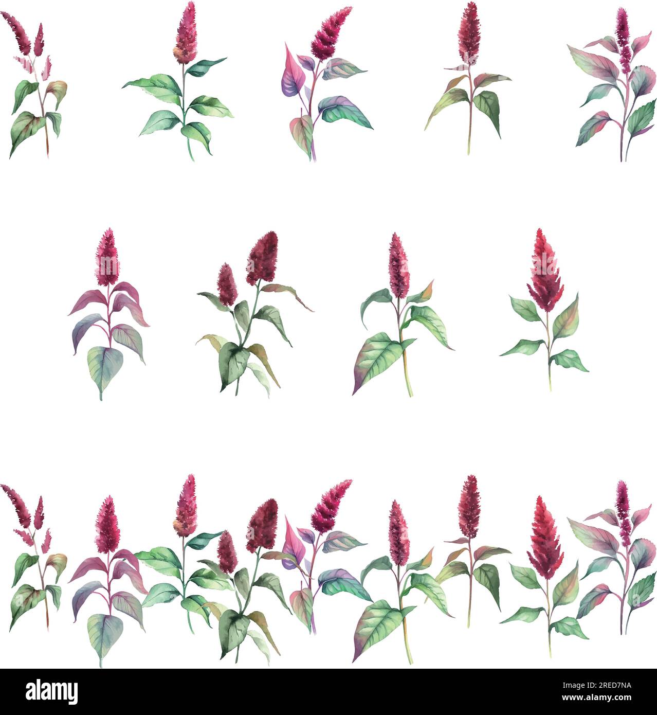 Amaranth.Watercolor set of red amaranth flowers. Hand drawn ...