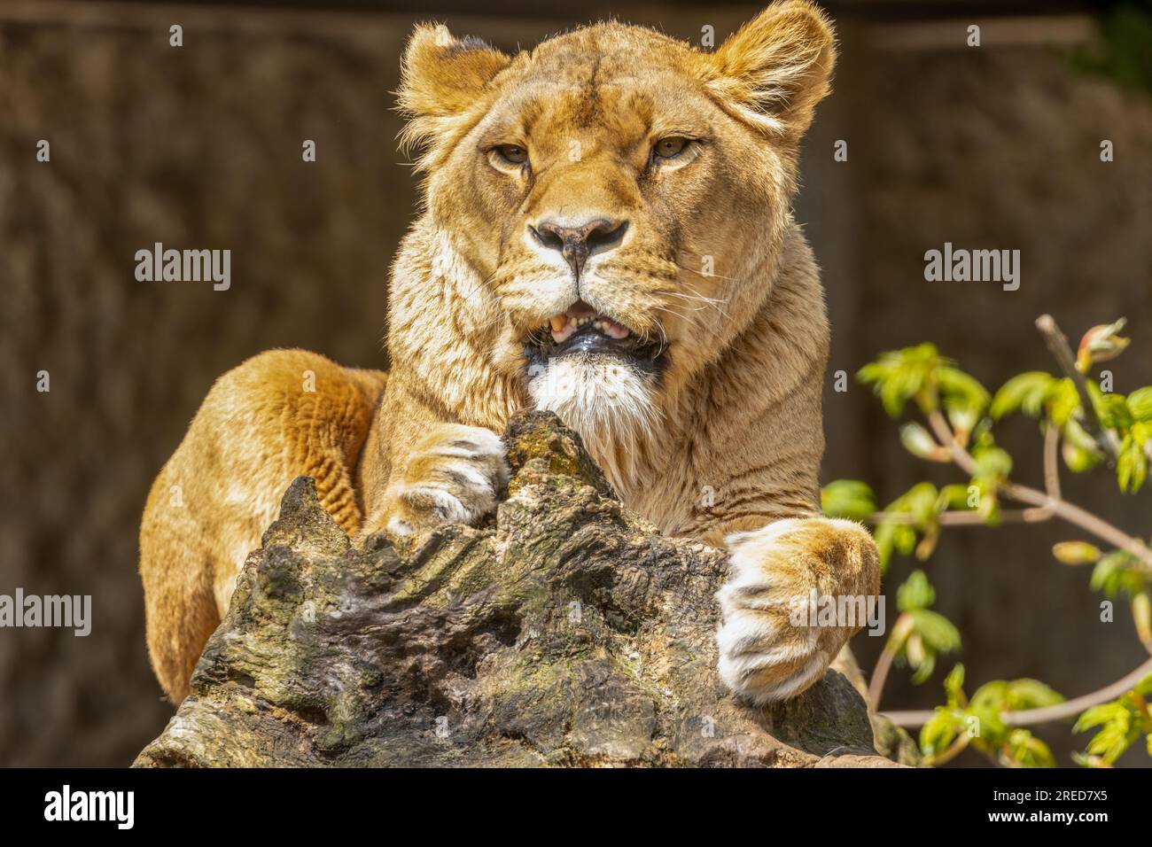 Female lioness resting in the sunshine on a tree log Stock Photo - Alamy