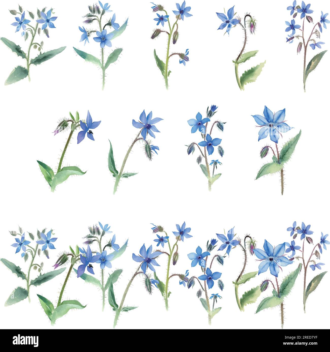 Borage.Watercolor blue flowers on a white background. Hand drawn ...
