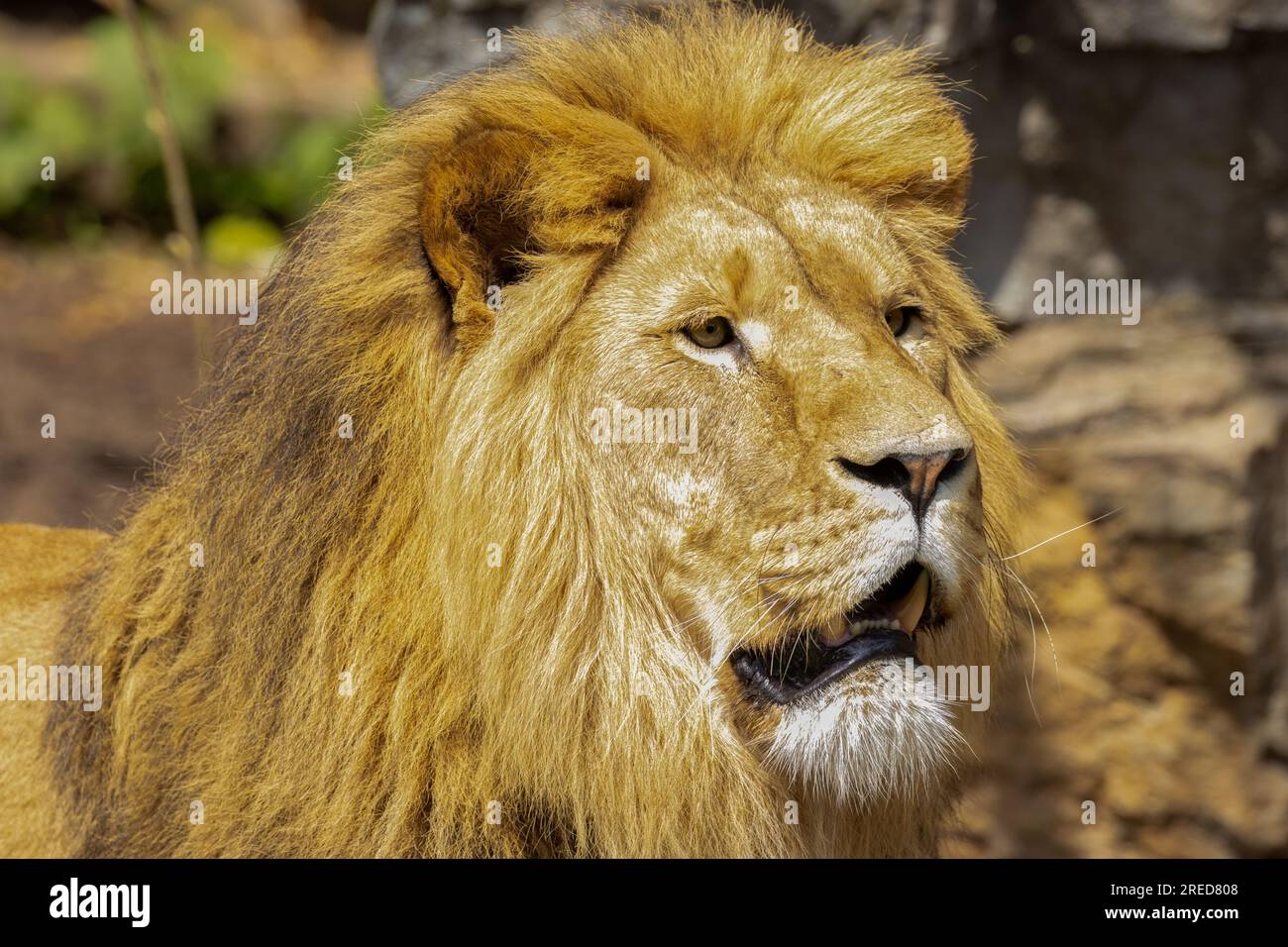 Male adult lion with long hair mane and mouth open panting in the heat ...