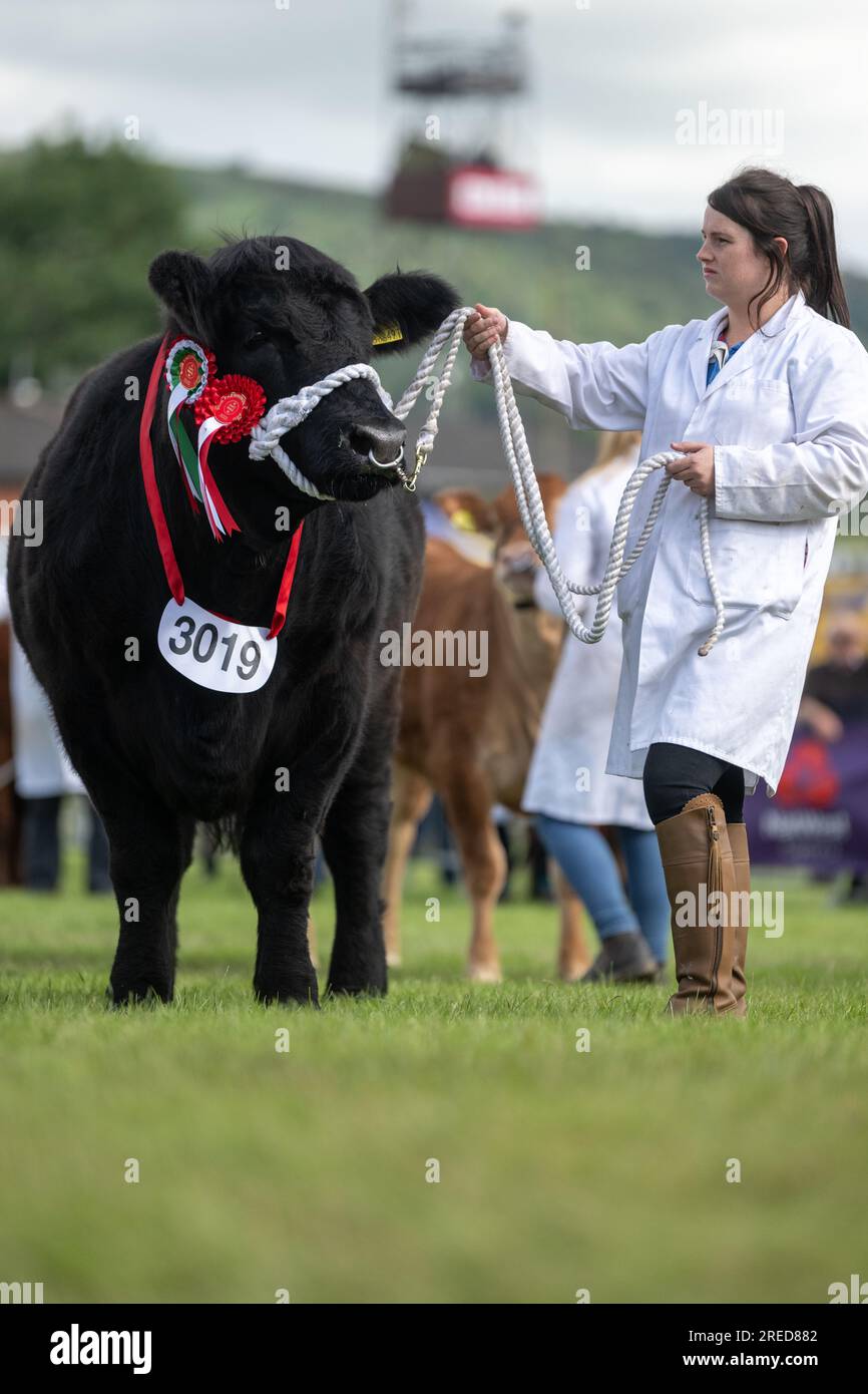 Showing cattle at the Royal Welsh show held annually at Builth Wells ...