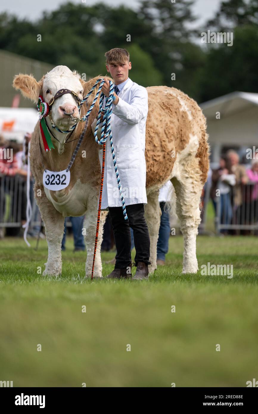 Showing cattle at the Royal Welsh show held annually at Builth Wells ...