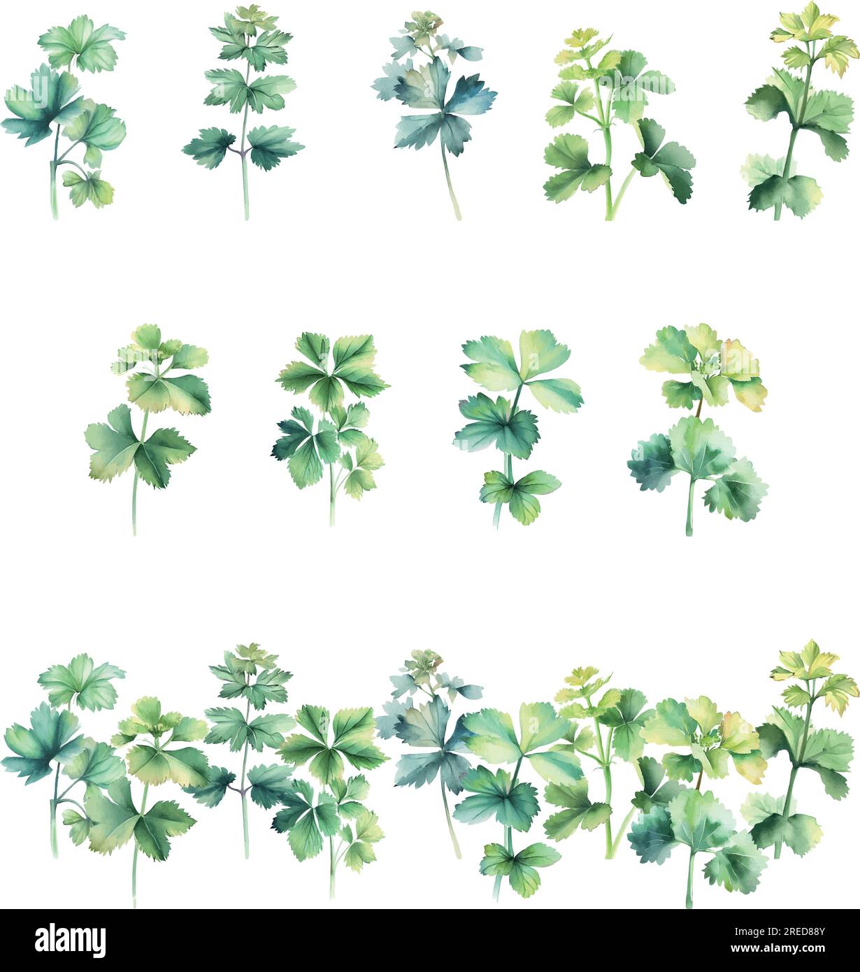 Alchemilla.Set of watercolor green leaves isolated on white background ...