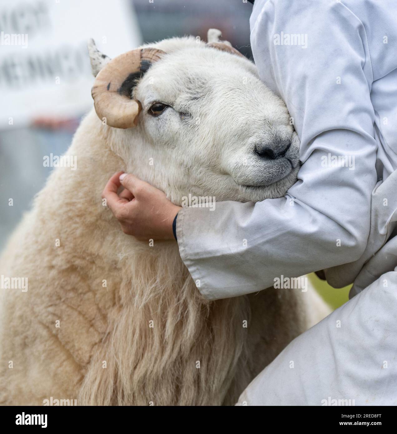 Farmers showing their sheep in the rain at the Royal Welsh Show 2023 ...