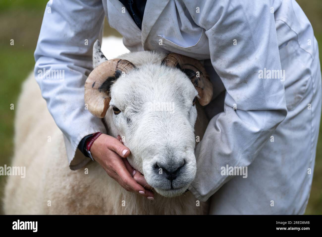 Farmers showing their sheep in the rain at the Royal Welsh Show 2023 ...