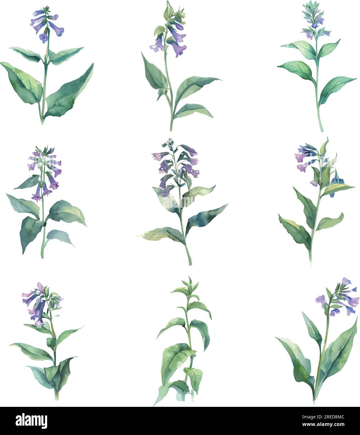 Comfrey.Set of watercolor bluebells, hand drawn illustration on white ...
