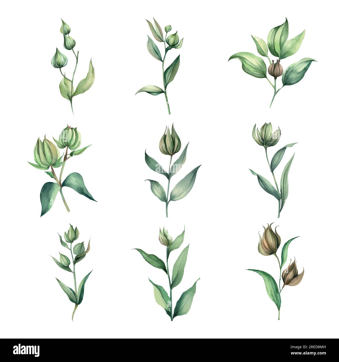 Cardamom.Set of watercolor flowers and leaves isolated on white ...