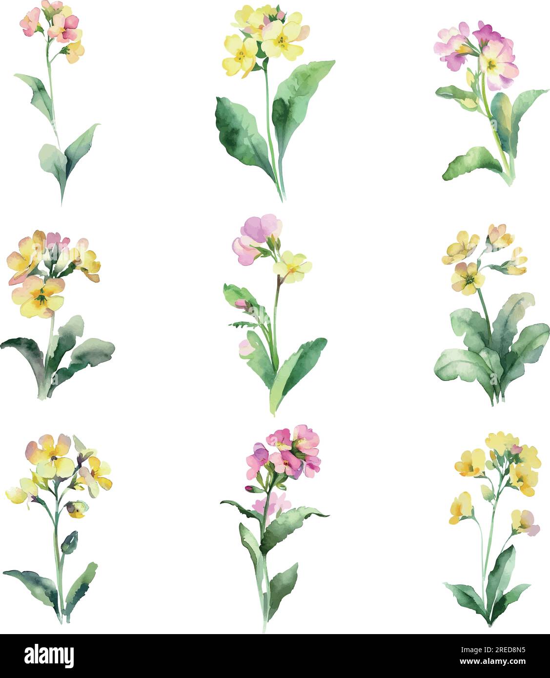Primrose.Set of watercolor flowers isolated on white background. Hand ...