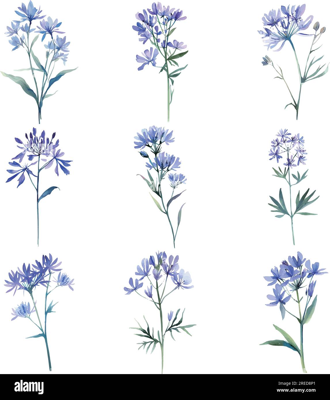 Isatis indigotica Stock Vector Images - Alamy