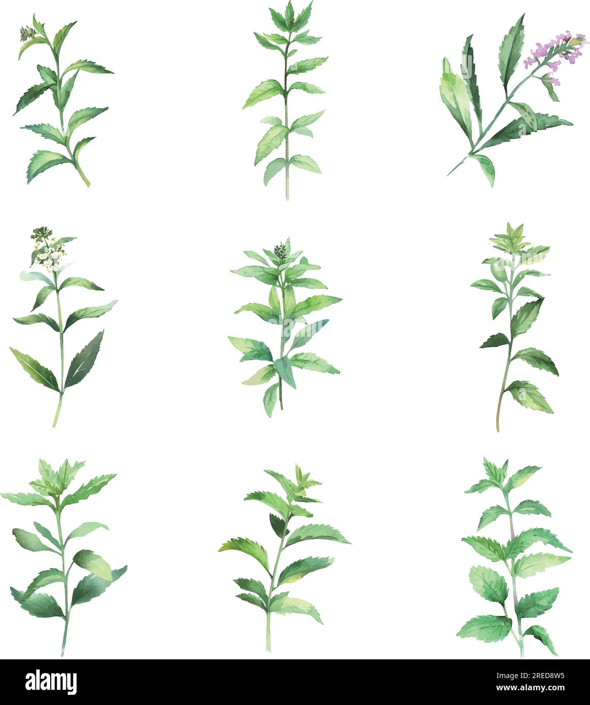 Lemon Verbena Drawing