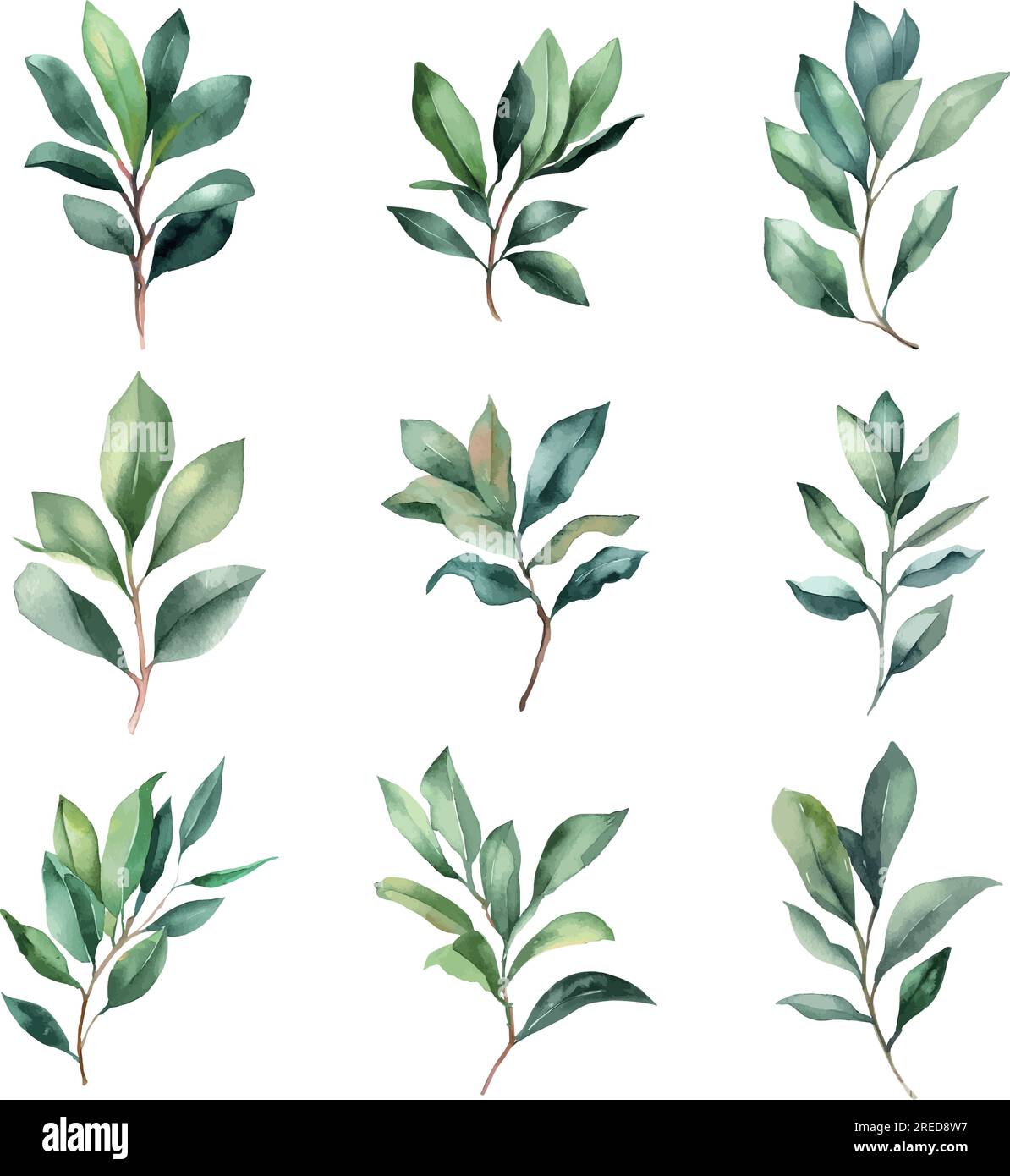 Laurel.Set of watercolor green leaves on white background. Vector ...