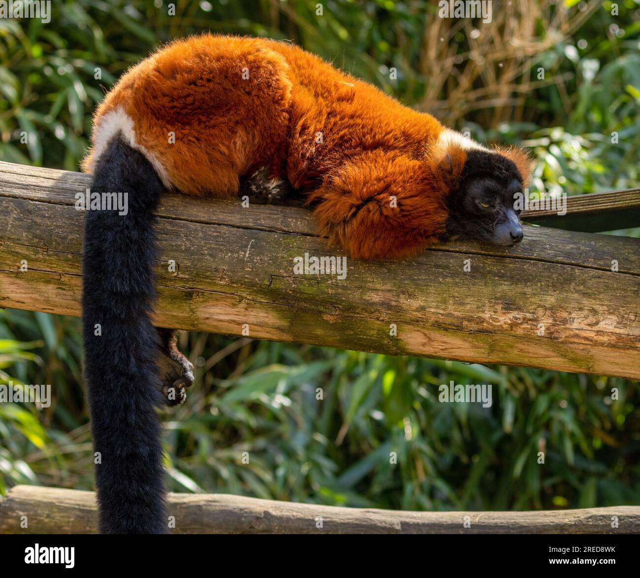 Red ruffed lemur in woodland in the sunshine Stock Photo - Alamy