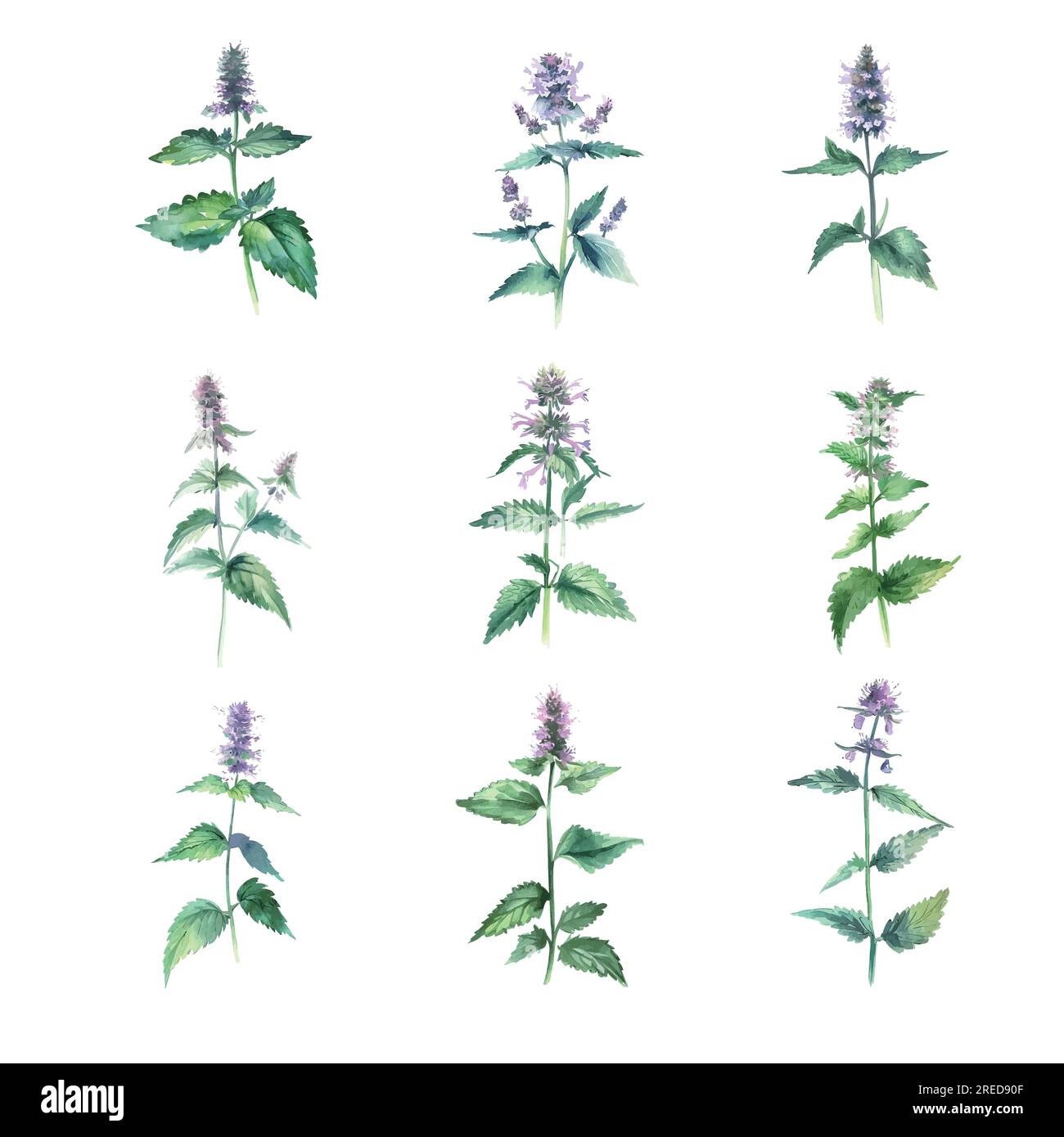 Catnip.Watercolor illustration of lemon balm (Melissa officinalis Stock ...
