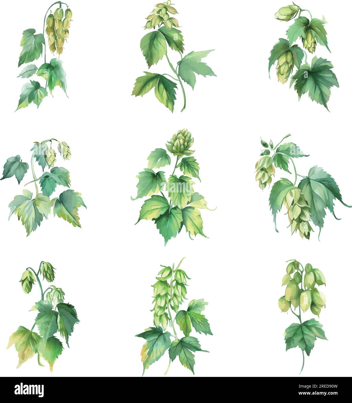 Hops.Set of watercolor illustrations of hop cones on a white background ...