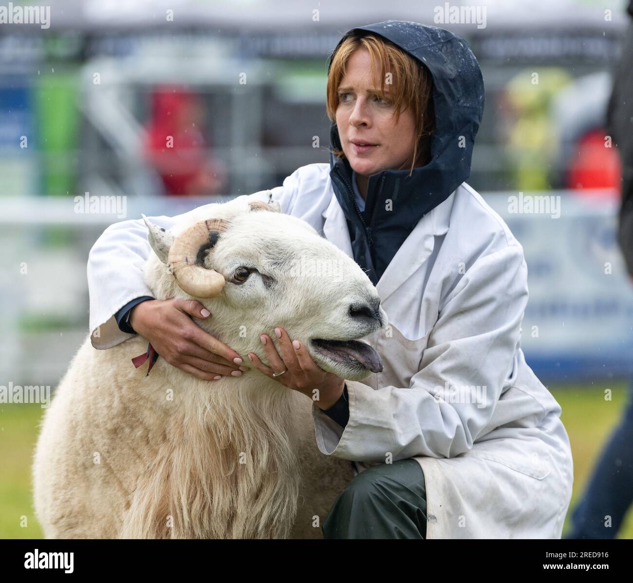 Farmers showing their sheep in the rain at the Royal Welsh Show 2023 ...
