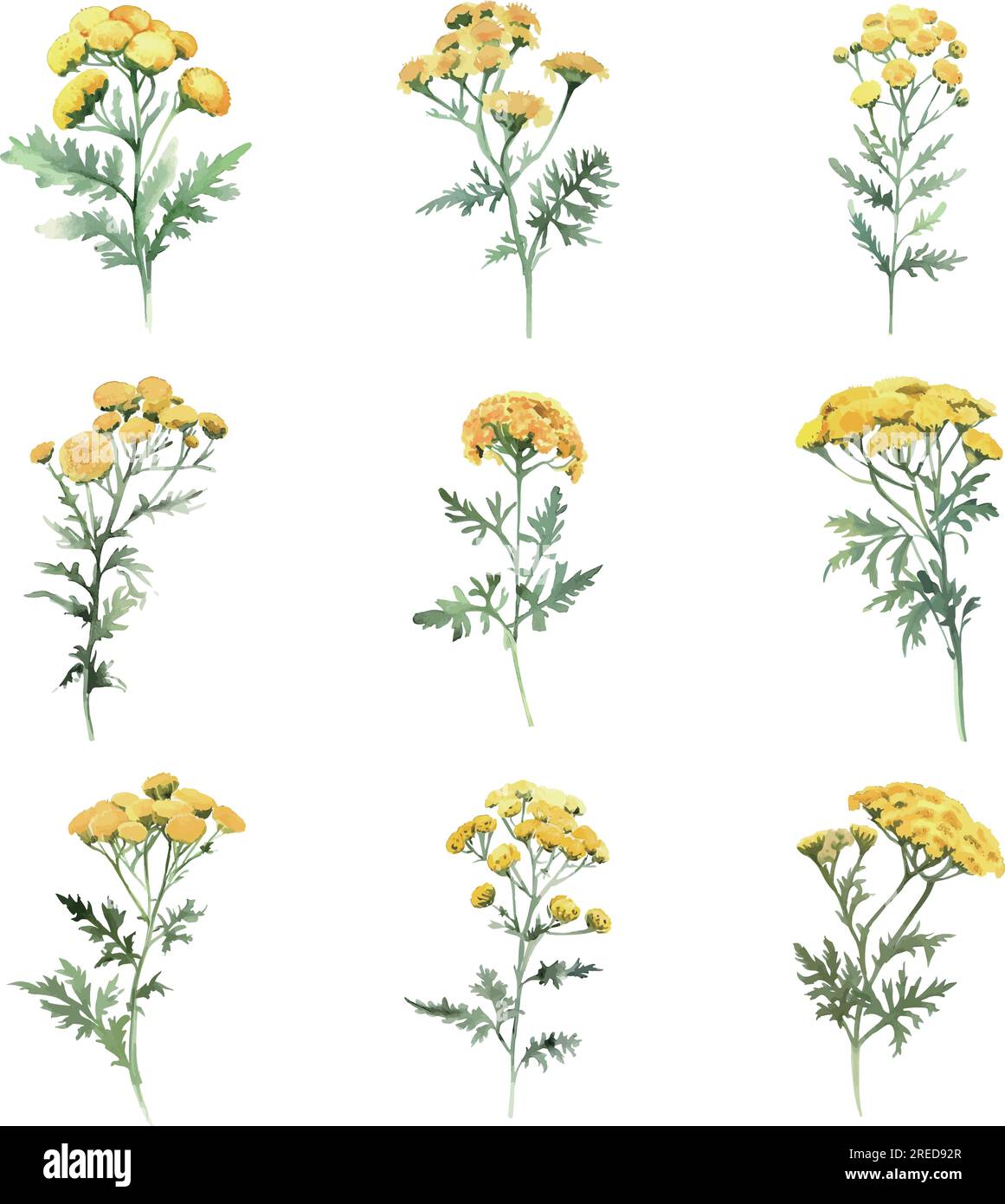 Yellow Yarrow Illustration