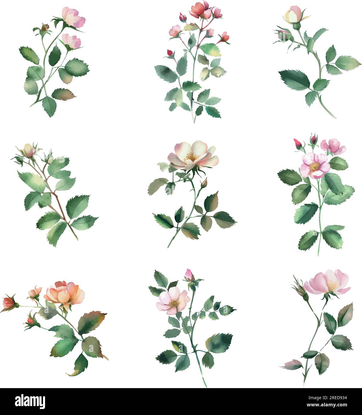 Rosaceae.Watercolor rose flowers set, isolated on white background ...