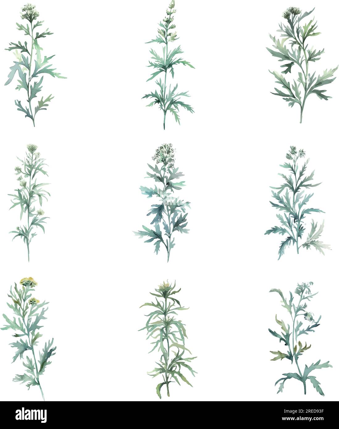 Wormwood.Watercolor set of herbs. Hand drawn illustration isolated on ...