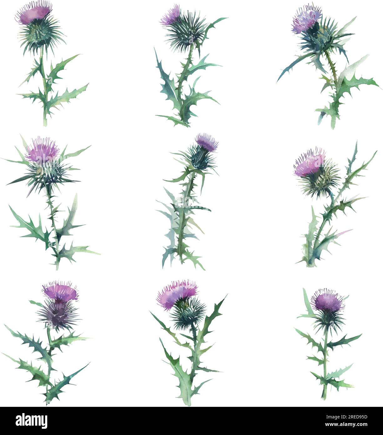 Stinging thistle.Watercolor thistle flowers set. Hand drawn ...