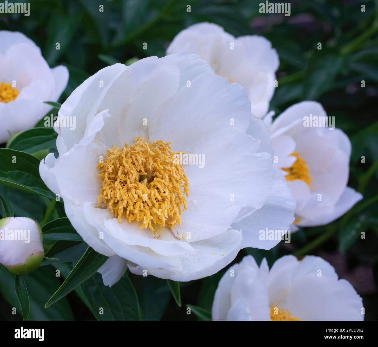 White peonies paeonia hi-res stock photography and images - Alamy
