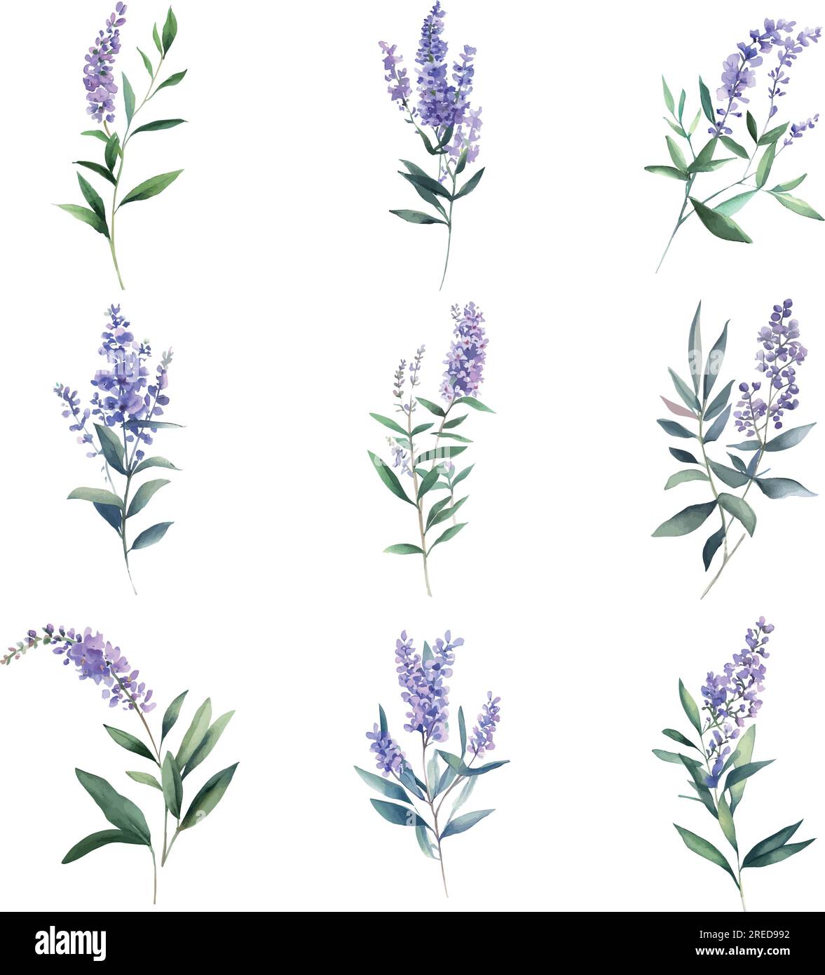 Vitex.Watercolor set of herbs. Hand drawn illustration isolated on ...