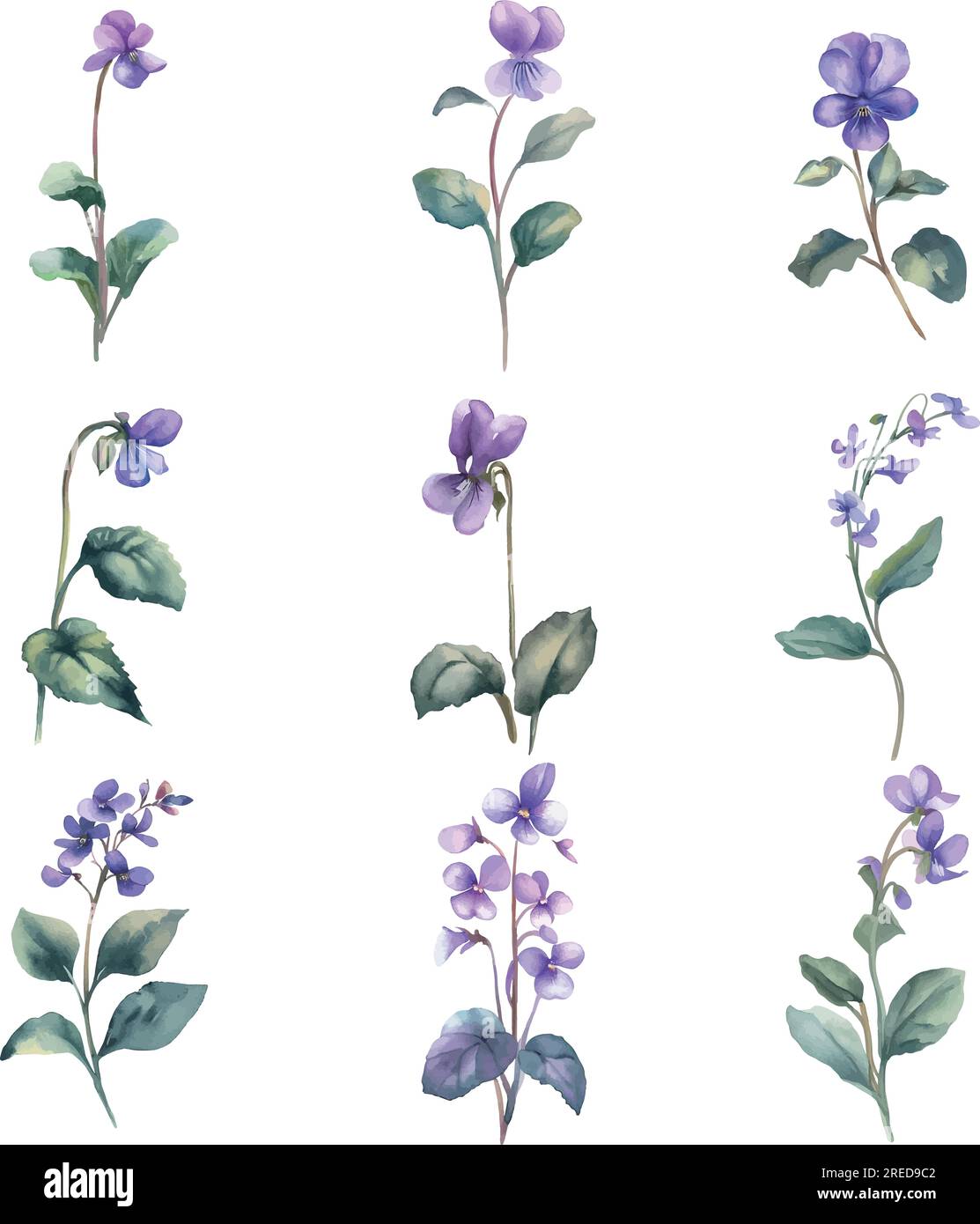 Violets.Watercolor set of flowers. Hand drawn illustration isolated on ...