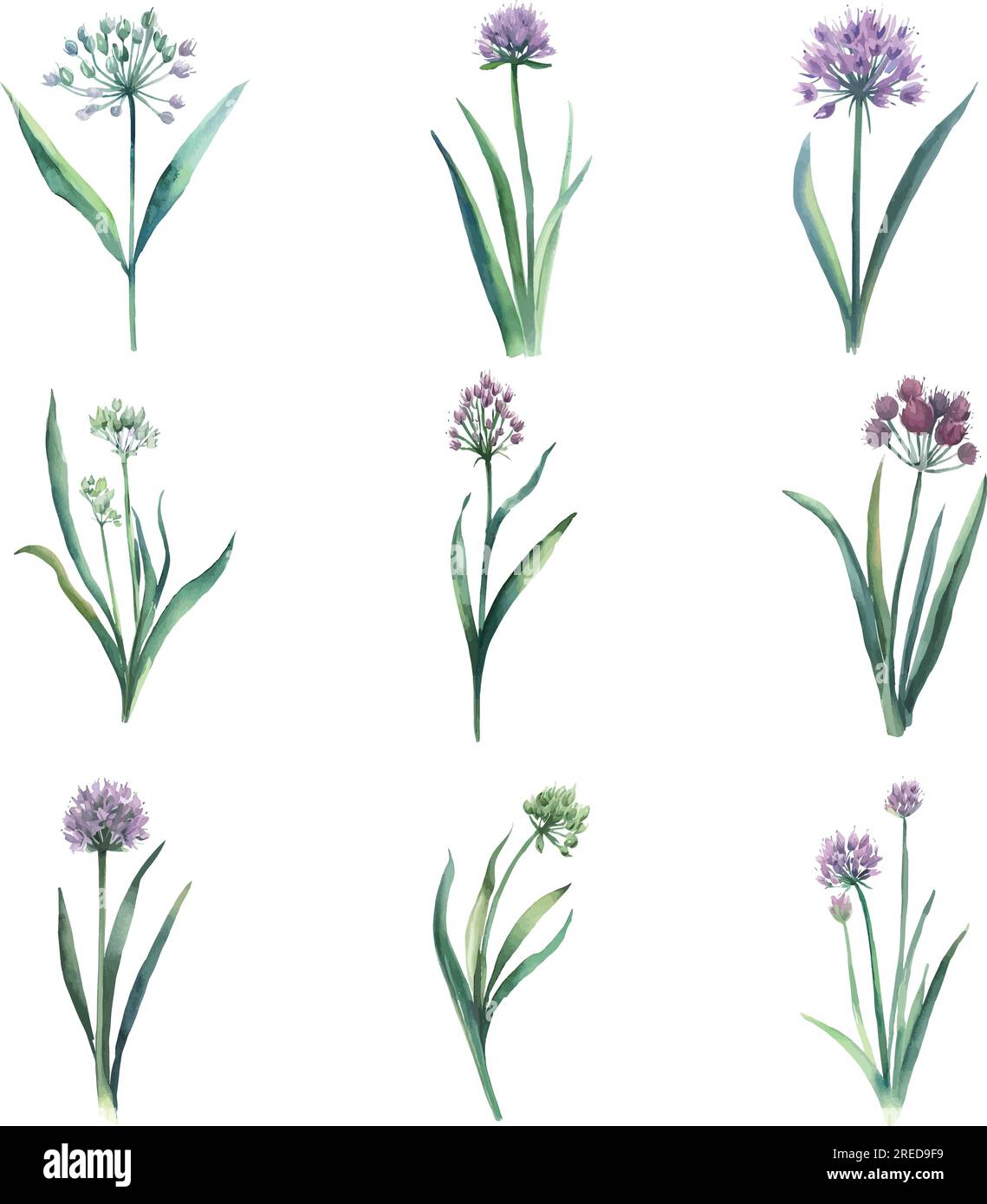 Onion.Watercolor flowers set isolated on white background. Hand drawn ...