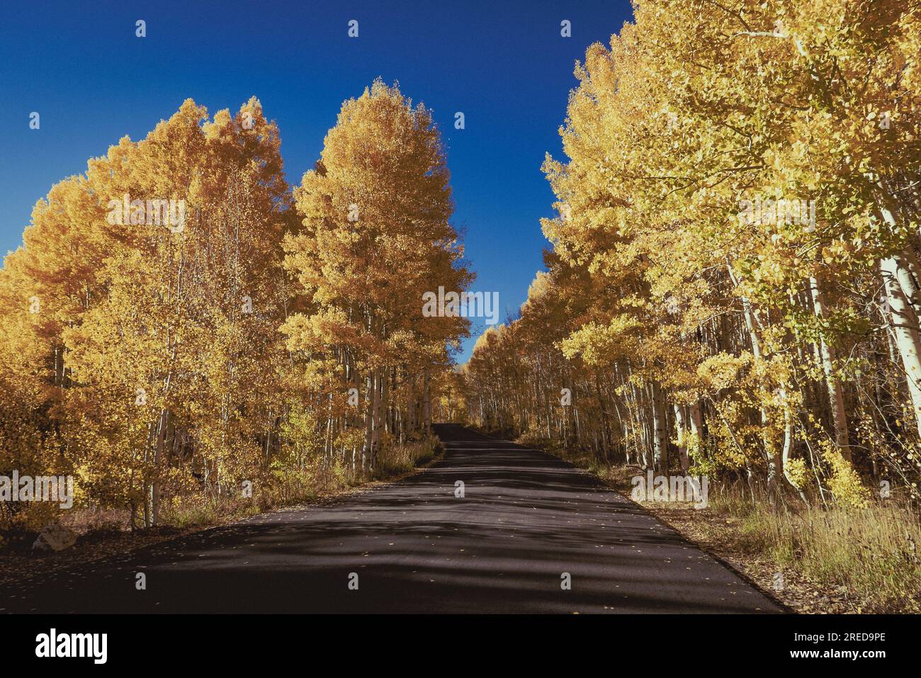 Golden trees against blue sky on sacred hiking trail in North Utah ...