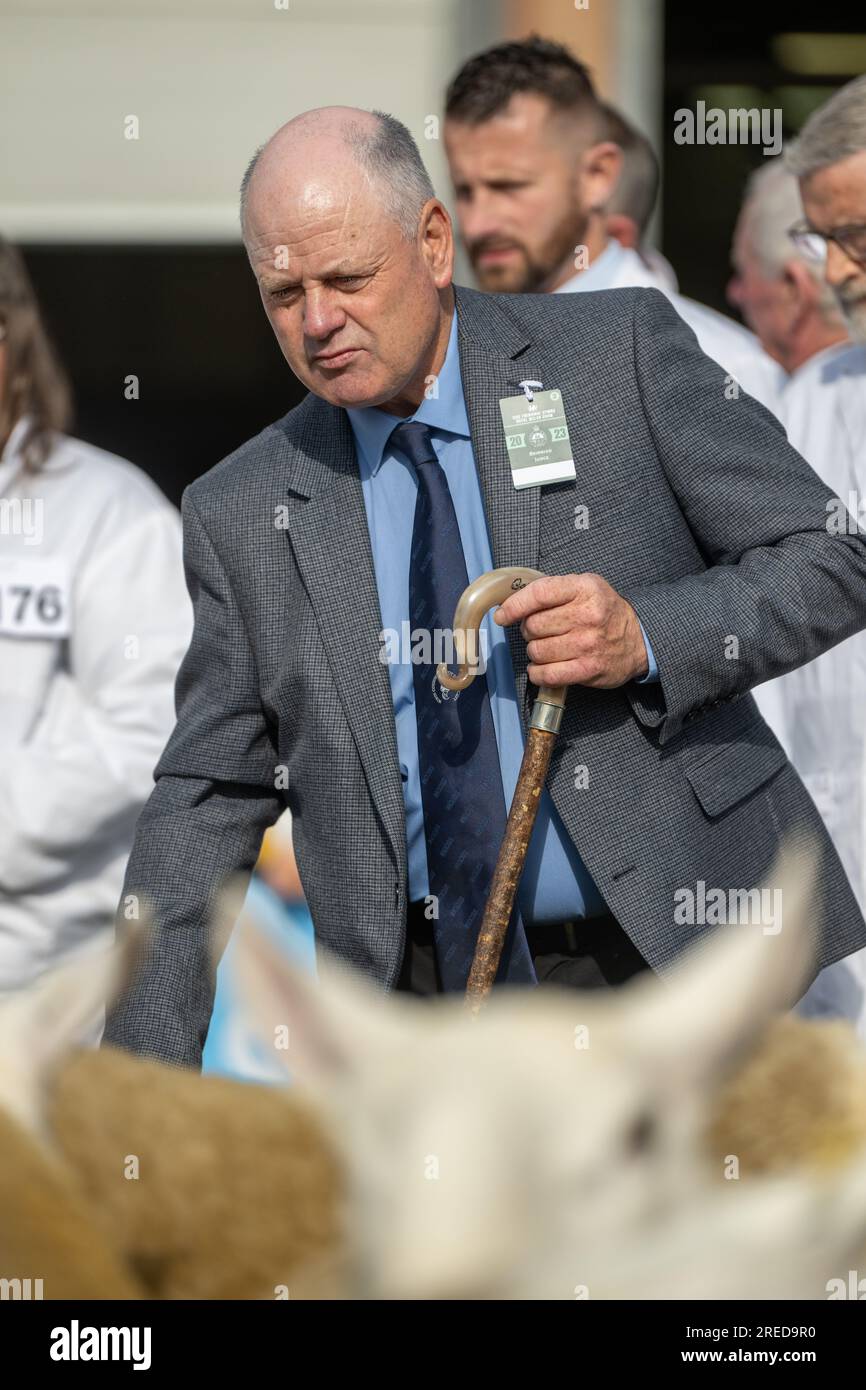 Showing sheep at the Royal Welsh Show in Bulith Wells, 2023 Stock Photo ...