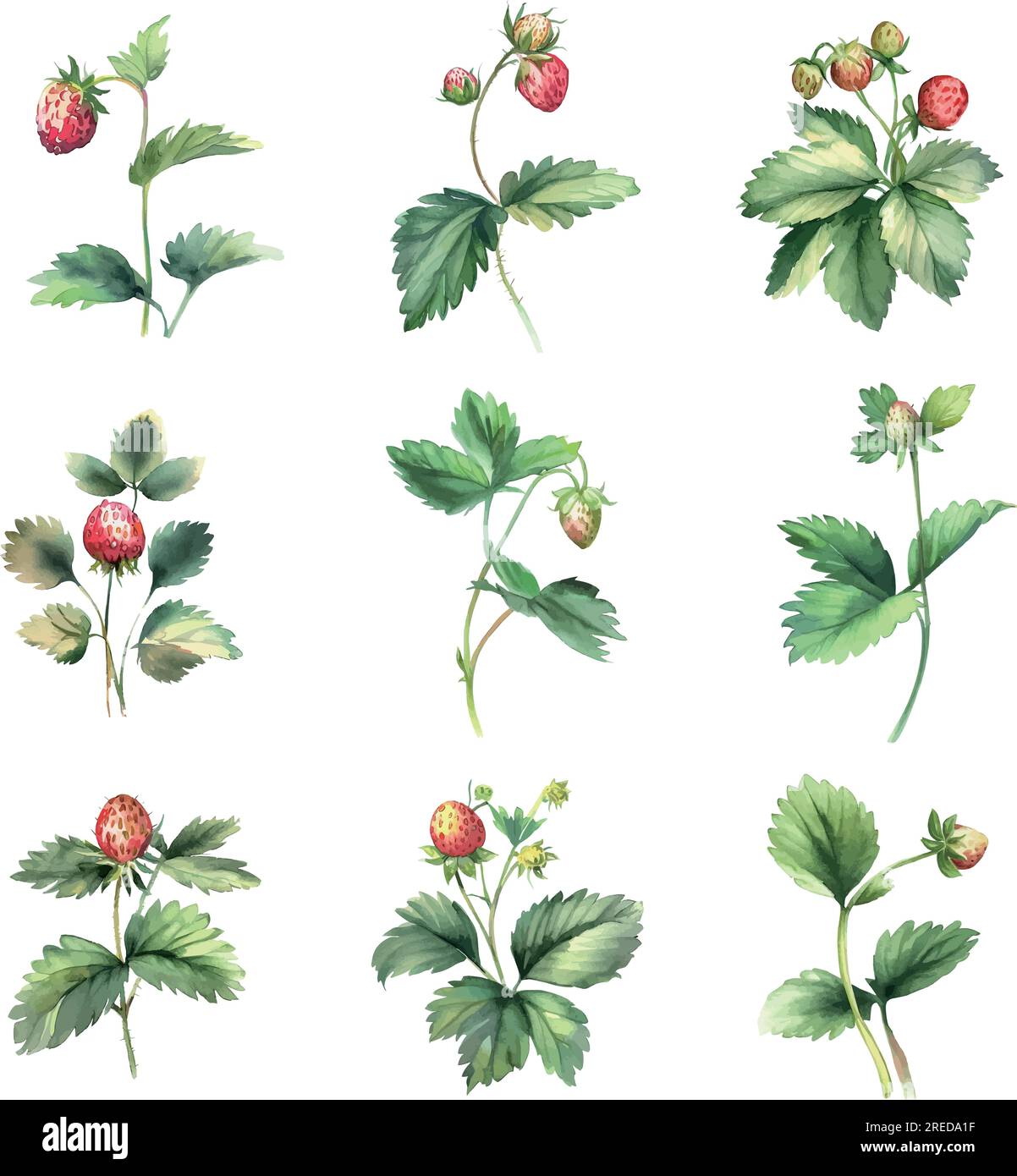 wild strawberry.Watercolor set of herbs. Hand drawn illustration ...