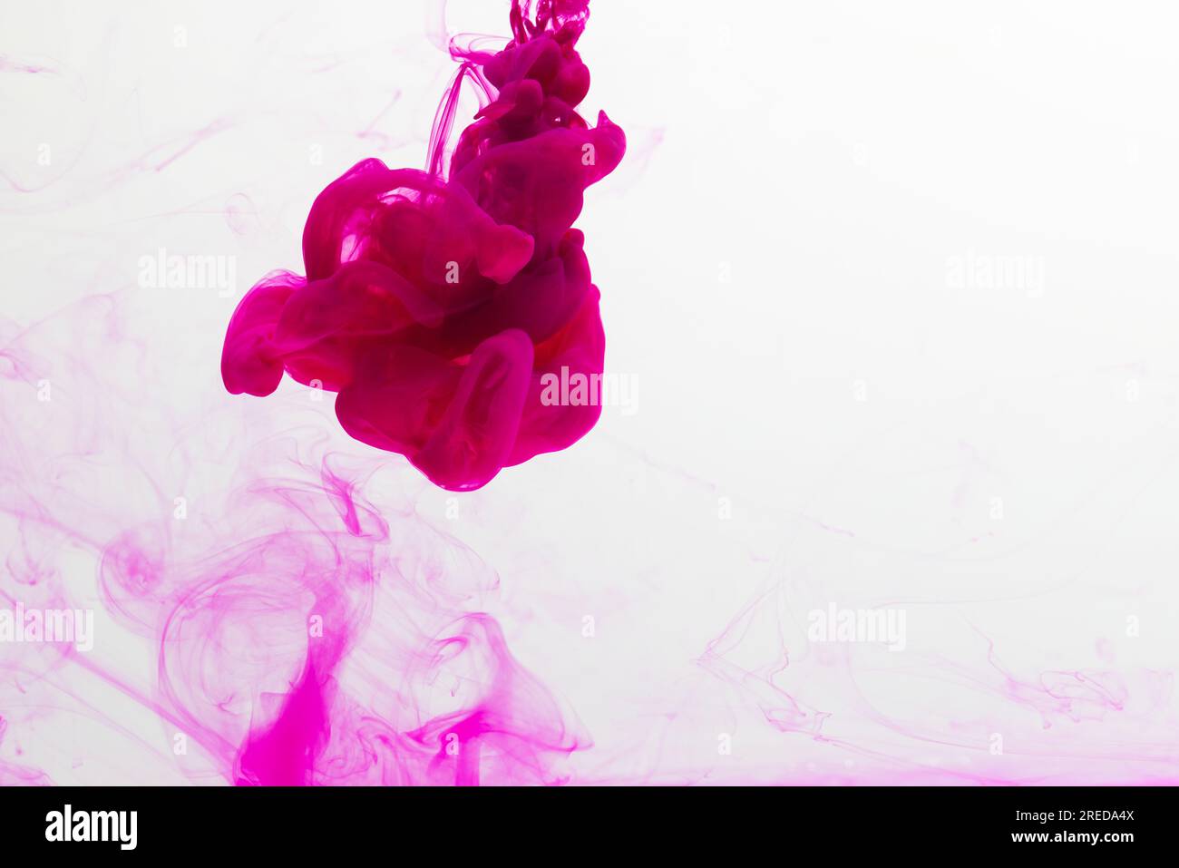 Close up of pink ink in water with copy space on white background Stock ...