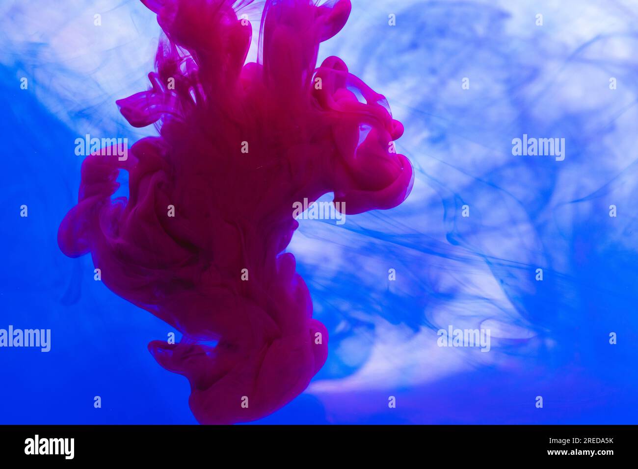 Close up of blue and pink ink in water with copy space background Stock ...