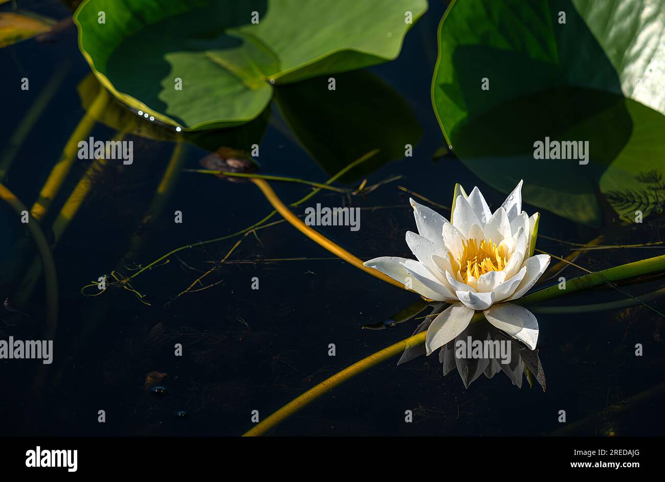 Flowers That Bloom In June/July at Jai Patrick blog