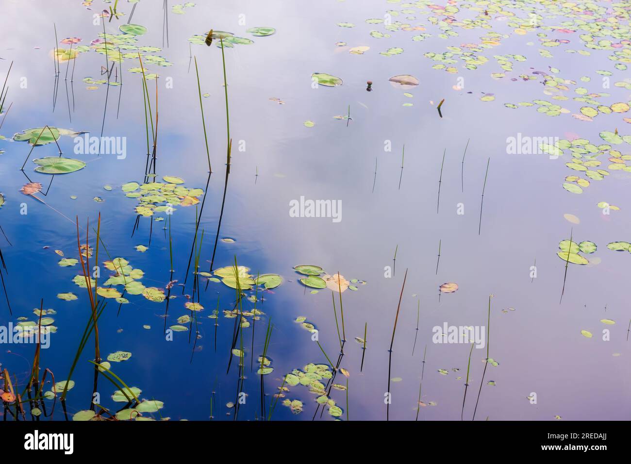 Close up of Bays Mountain Lake where aquatic plants float and rise ...