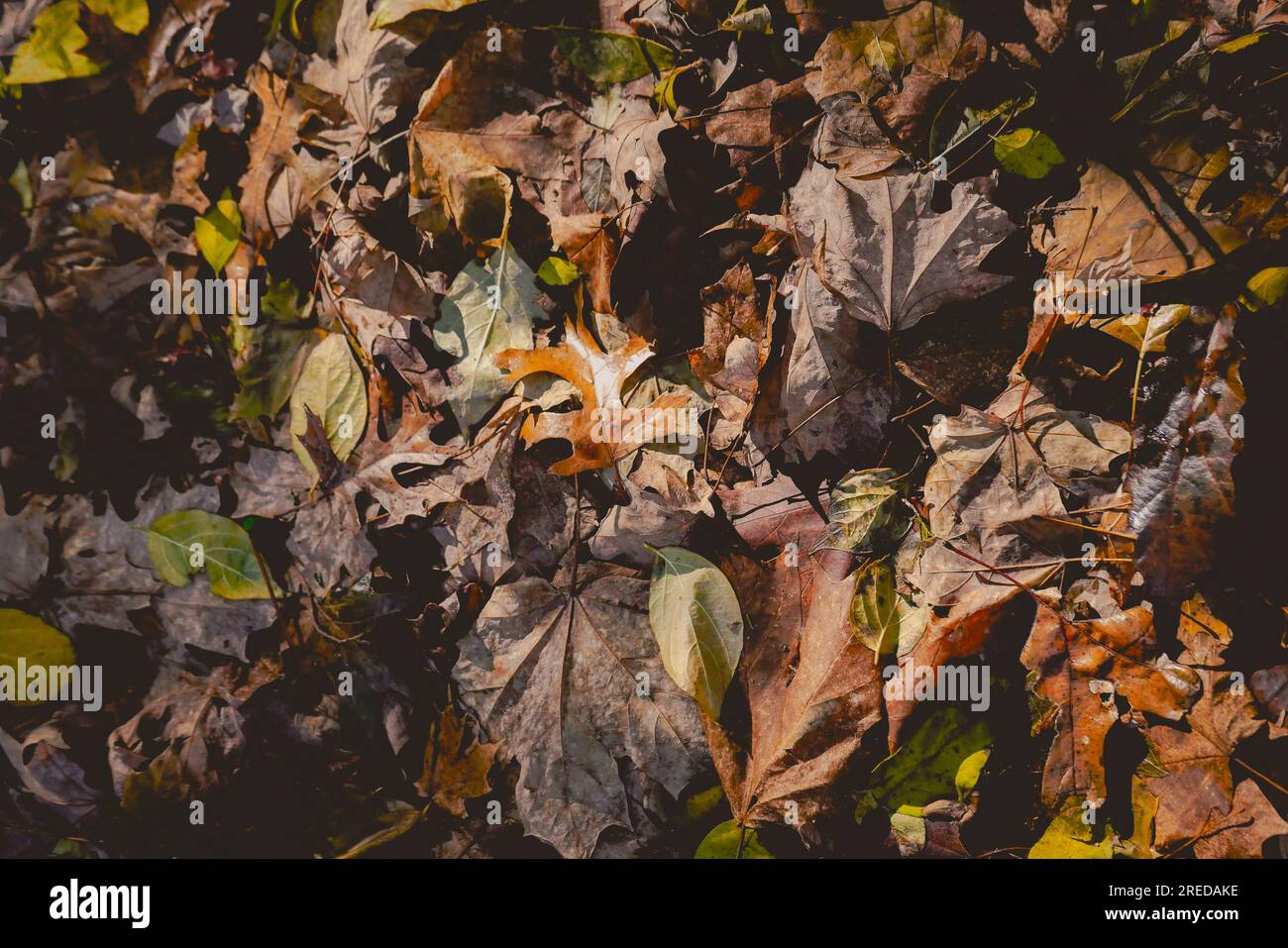 Pile of fall leaves lie on the ground Stock Photo - Alamy
